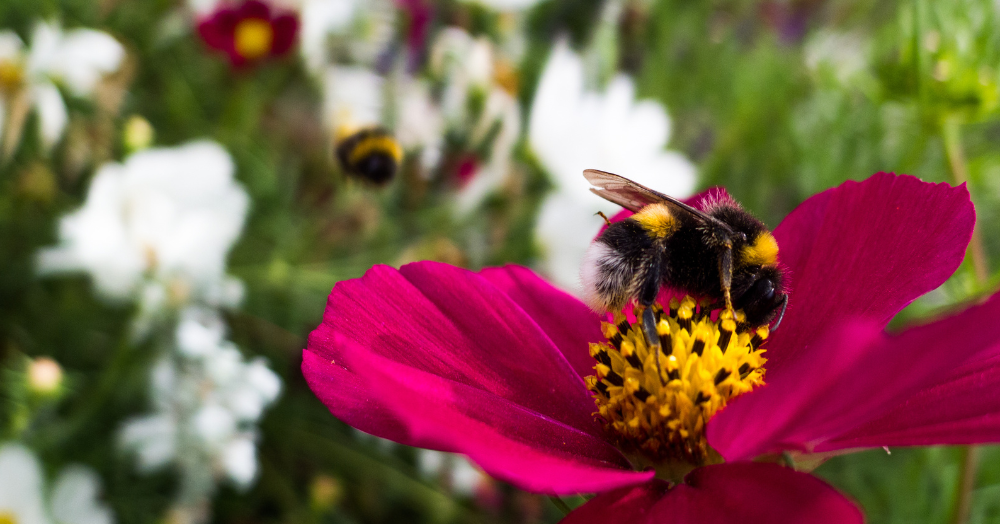 The Birds and the Bees: Make Your SOUTH CRAVEN Garden a Spring Haven ...
