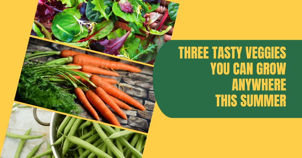 Three Tasty Veggies You Can Grow Anywhere This Summer - Leightons ...